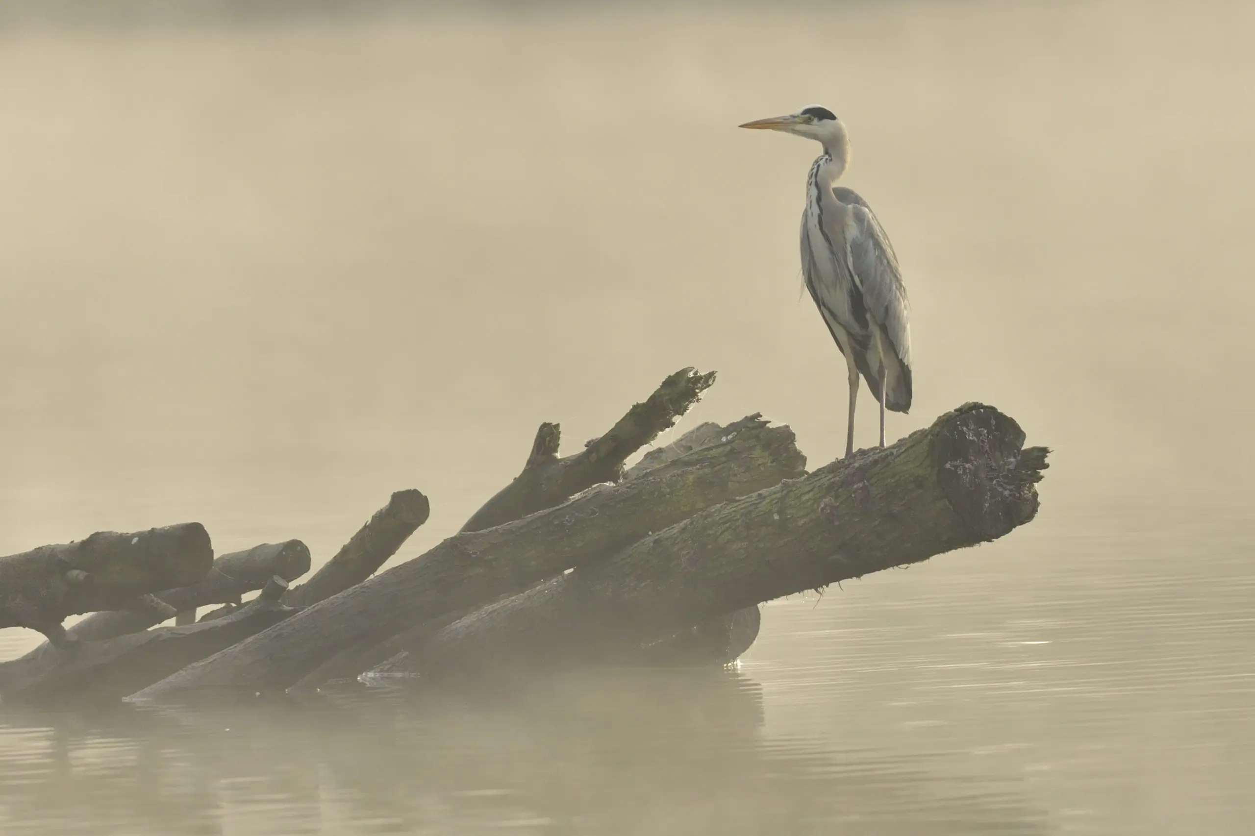Espace Nature Sensible : Le Lac du Cébron - Groupe Ornithologique des ...